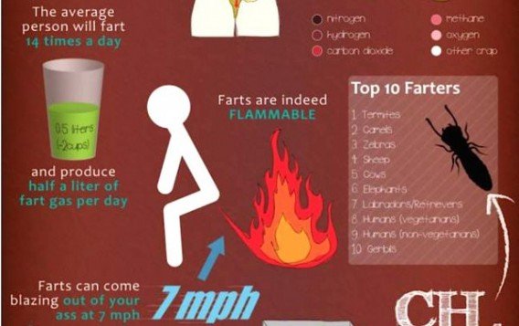 10 Facts You Dont Know About Your Farts