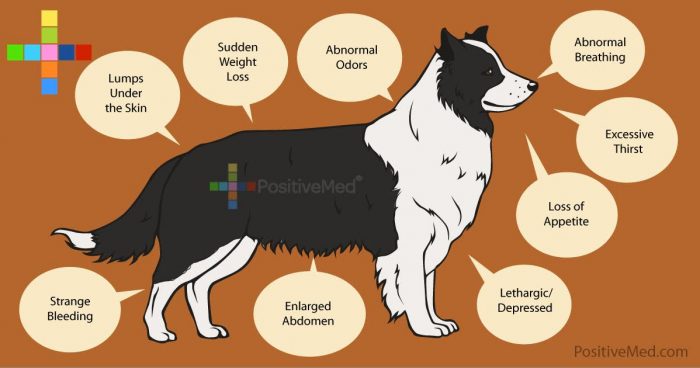 10 Warning Signs Of Cancer In Your Dog