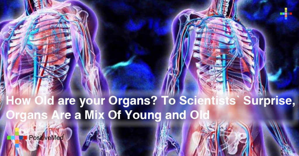 How Old are your Organs? To Scientists' Surprise, Organs Are a Mix Of