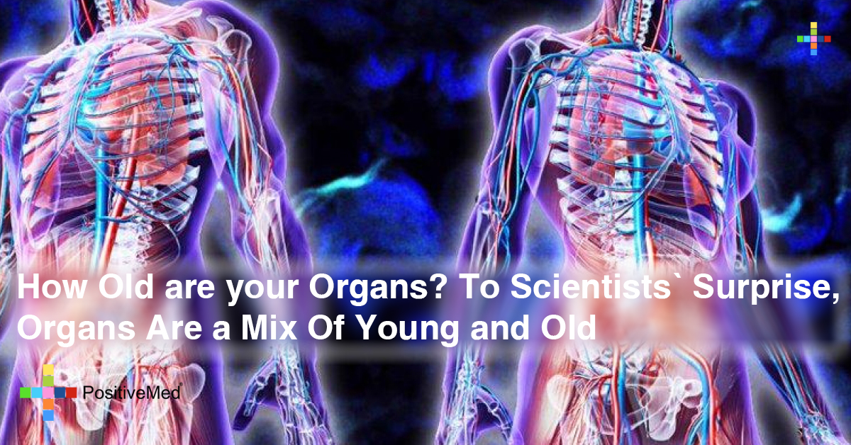 How Old are your Organs? To Scientists' Surprise, Organs Are a Mix Of
