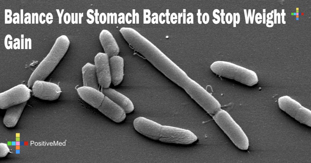 Balance Your Stomach Bacteria to Stop Weight Gain - PositiveMed