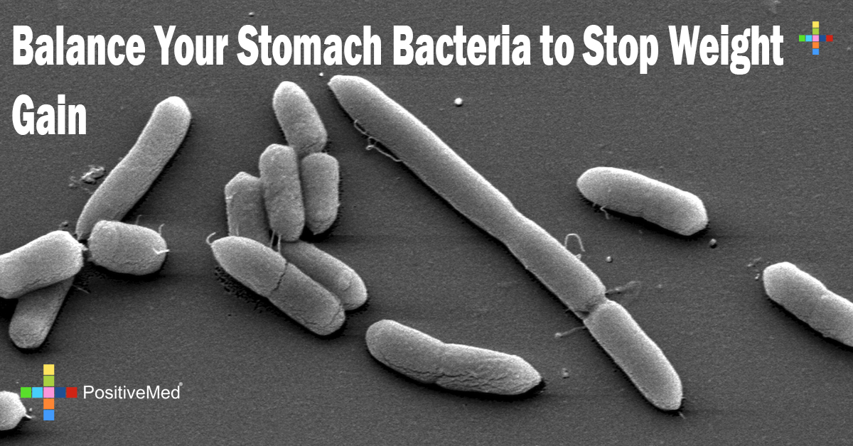 Balance Your Stomach Bacteria to Stop Weight Gain - PositiveMed
