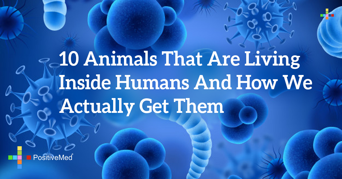 10 Animals That Are Living Inside Humans And How We Actually Get Them ...