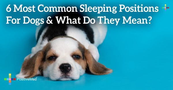 6 Most Common Sleeping Positions For Dogs & What Do They Mean ...