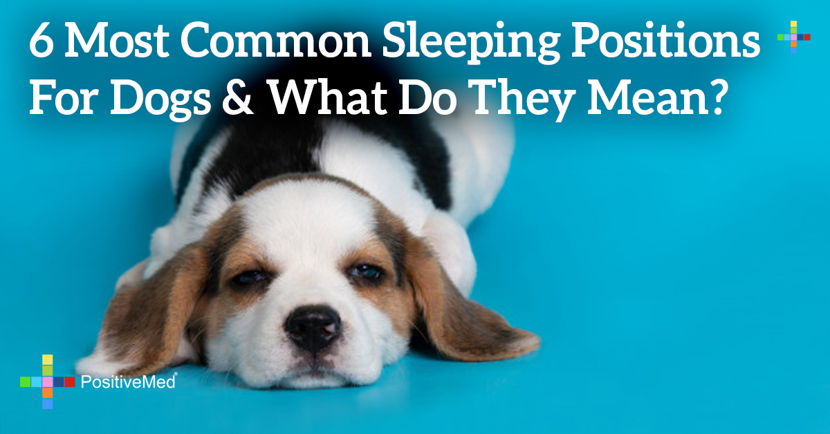 6 Most Common Sleeping Positions For Dogs & What Do They Mean ...