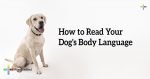 How to Read Your Dog's Body Language