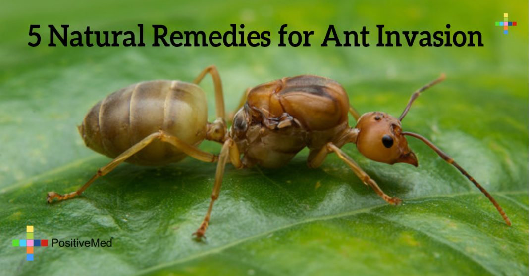 5 Natural Remedies for Ant Invasion