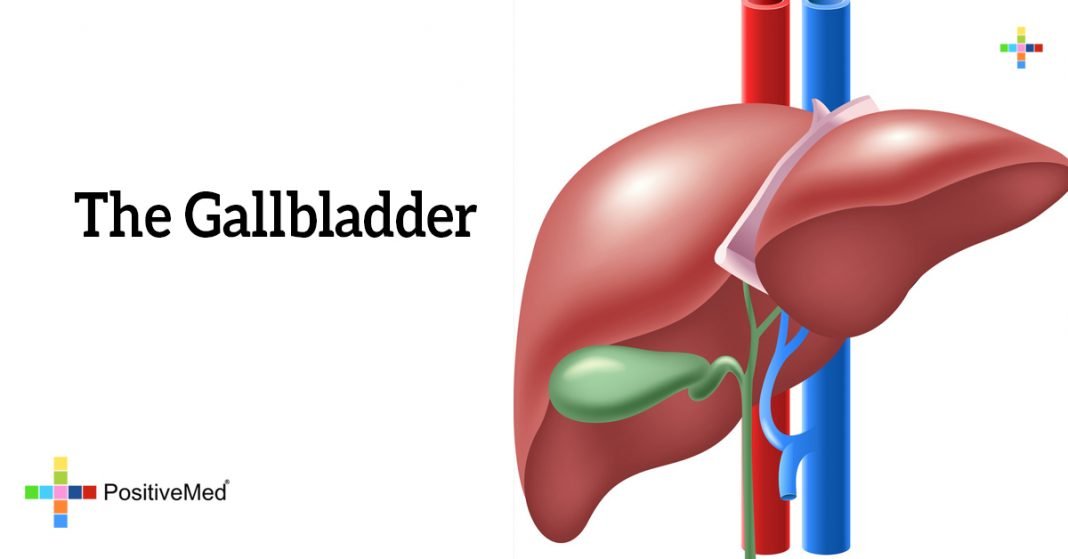 The Gallbladder
