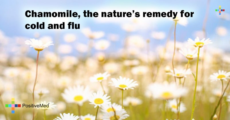 Chamomile, the nature's remedy for cold and flu - PositiveMed