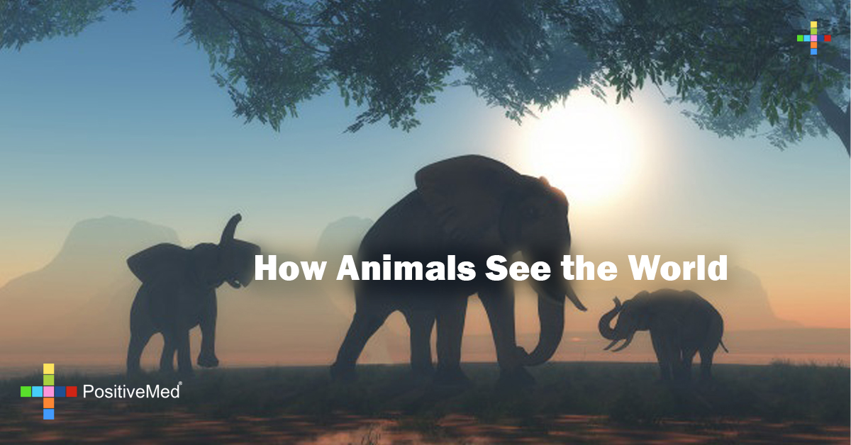 How Animals See the World - PositiveMed