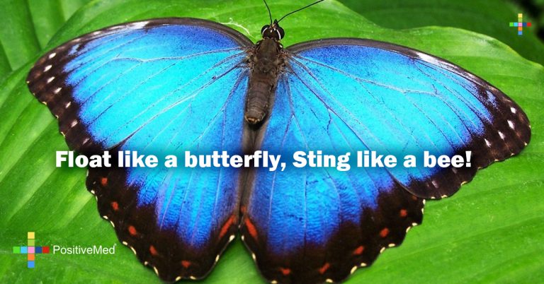 Float Like A Butterfly Sting Like A Bee Positivemed