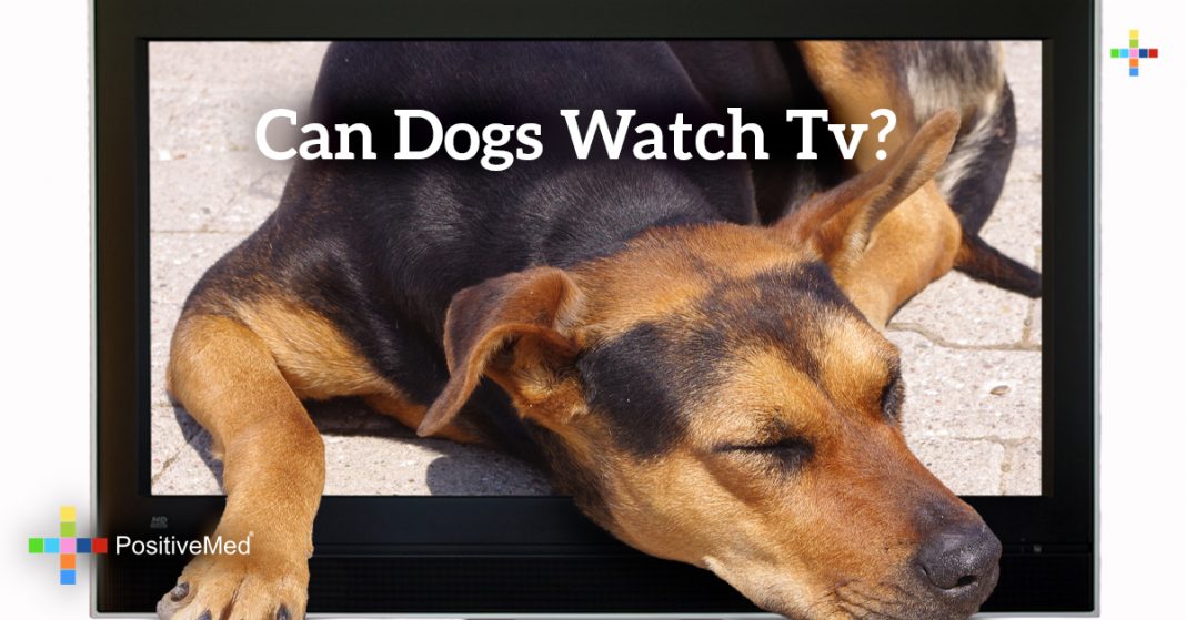 Can Dogs Watch TV? - PositiveMed