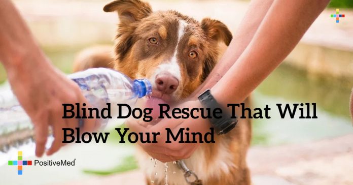 Blind Dog Rescue That Will Blow Your Mind - PositiveMed