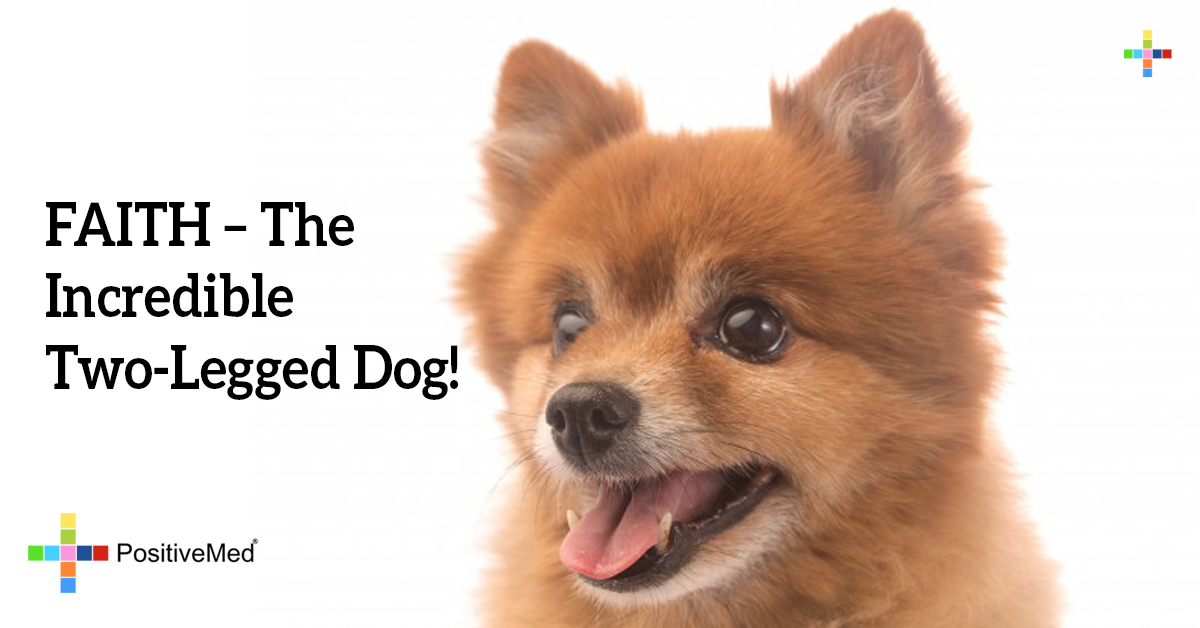 FAITH - The Incredible Two-Legged Dog!