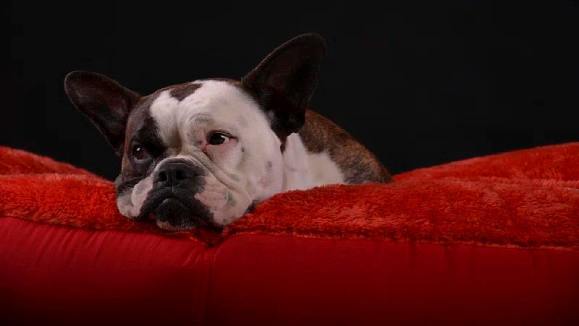 The Rainbow of Dog Vomit: Understanding Colors and Causes!